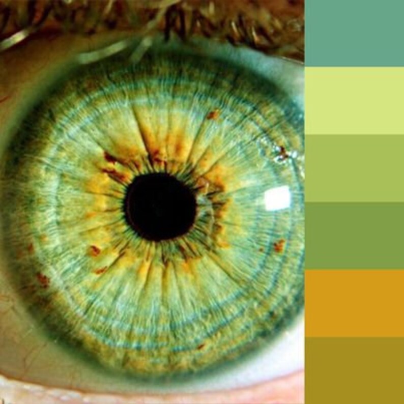 Eye Colors Procreate Color Palette - Etsy