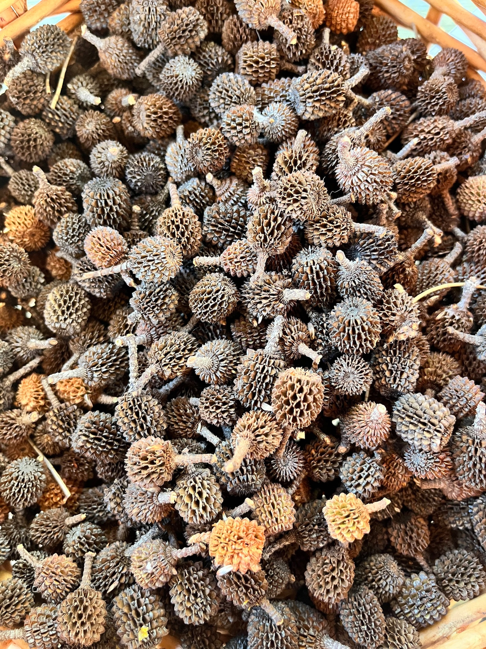 She-oak Small Pine Cones Art Supplies - Etsy