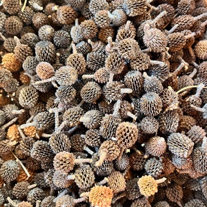 She-oak Small Pine Cones Art Supplies - Etsy