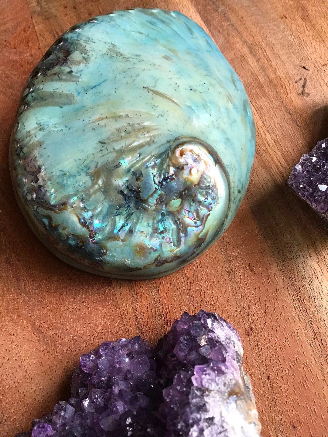 Large Australian Abalone Shell - Etsy