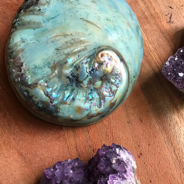 Abalone Shell - Etsy