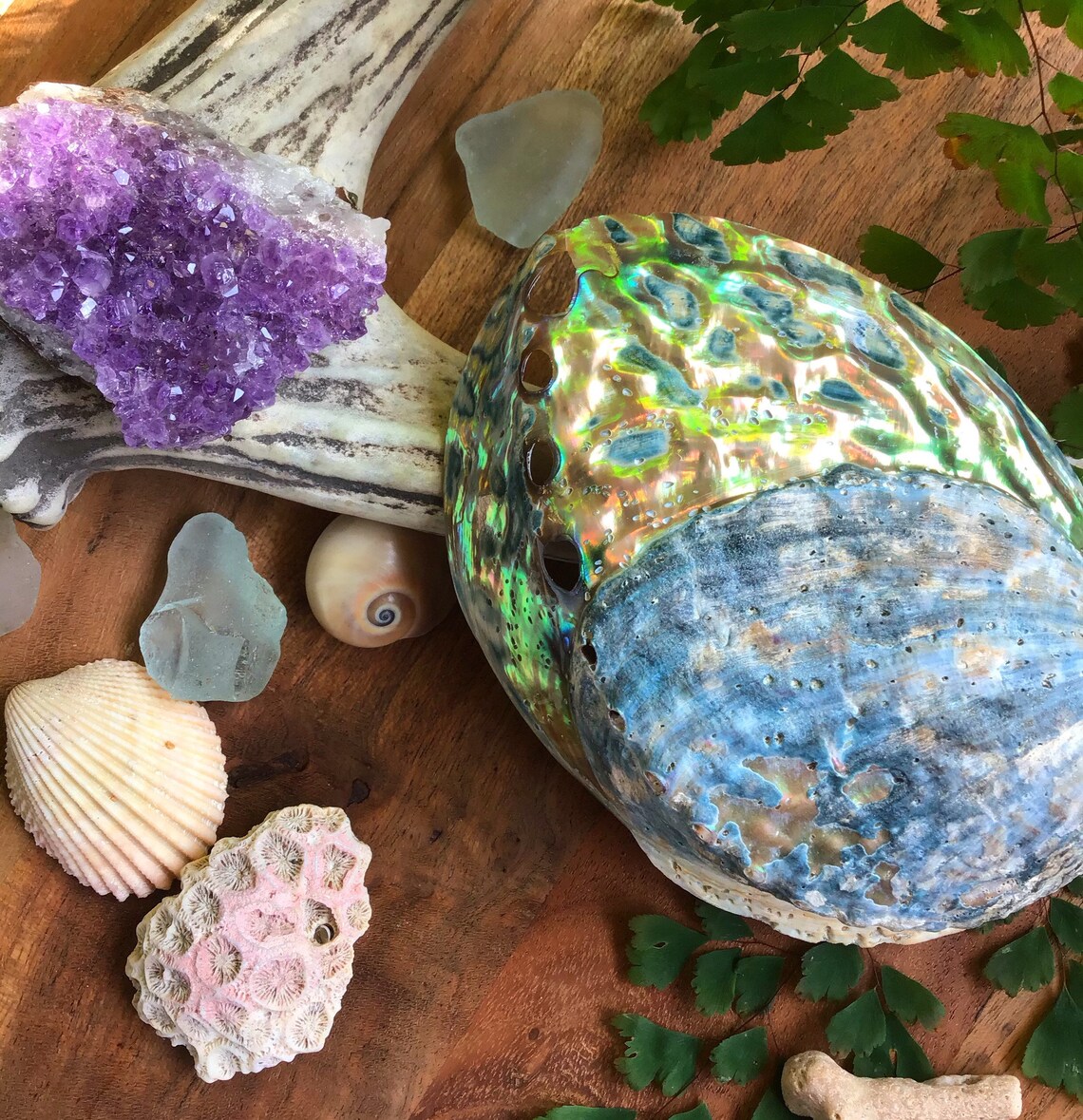 Australian Half Polished abalone Shell Large Half Polished | Etsy