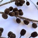 She-oak Small Pine Cones Art Supplies - Etsy