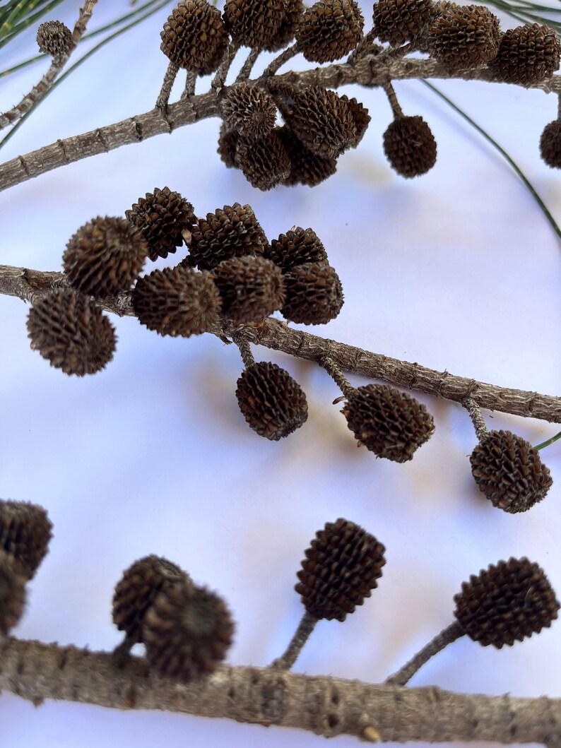She-oak Small Pine Cones Art Supplies - Etsy