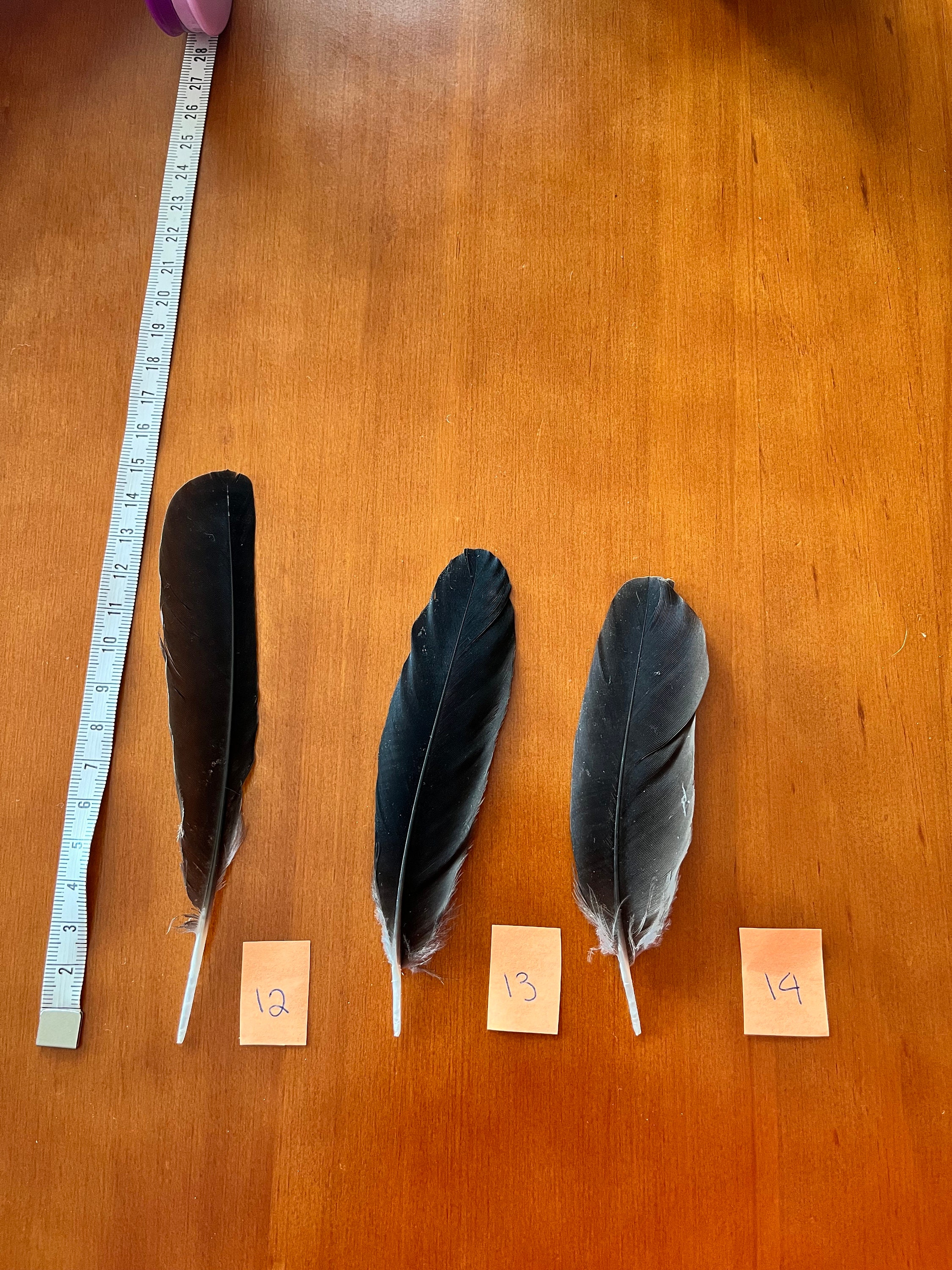 Raven Crow Feathers - Etsy