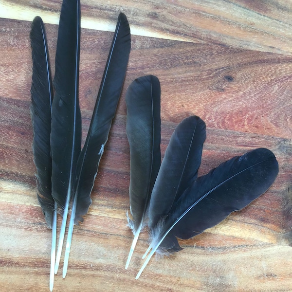 Raven Crow Feathers - Etsy