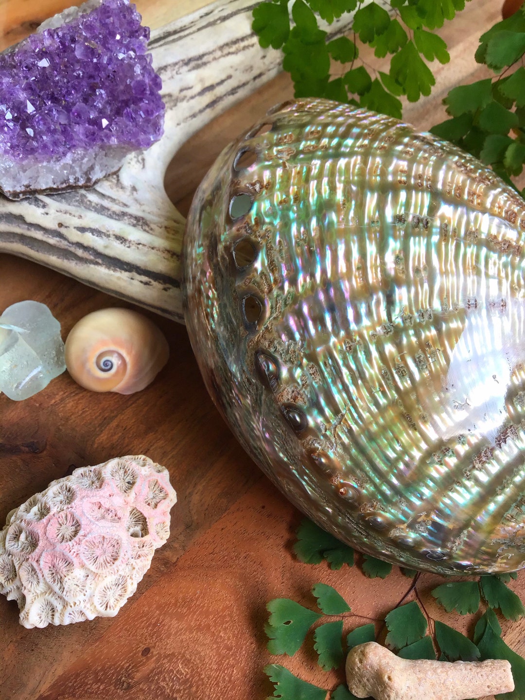 Australian Polished Abalone Shell Medium Size - Etsy