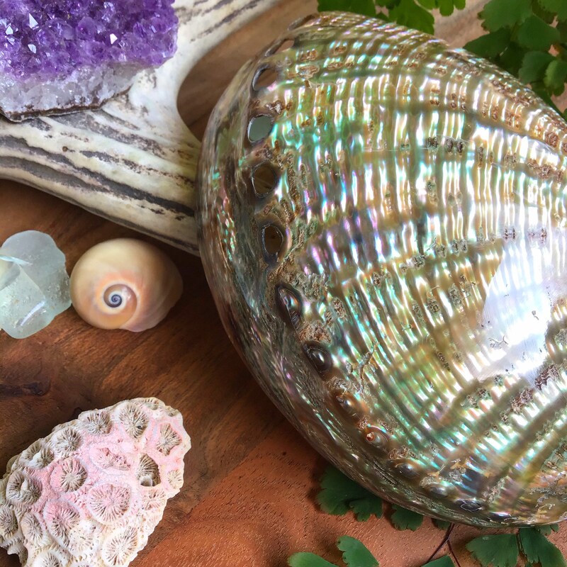 Blue Abalone Shell - Etsy