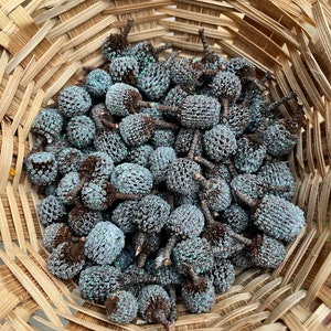 She-oak Small Pine Cones Art Supplies - Etsy