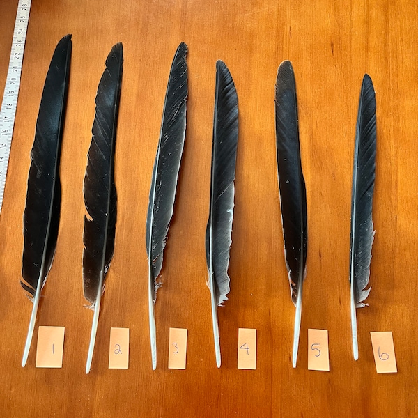 Raven Feathers - Etsy