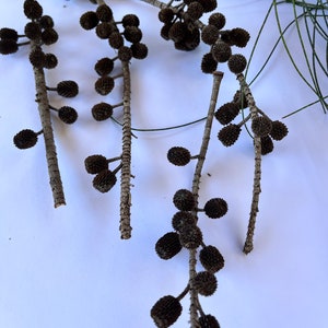 She-oak Small Pine Cones Art Supplies - Etsy
