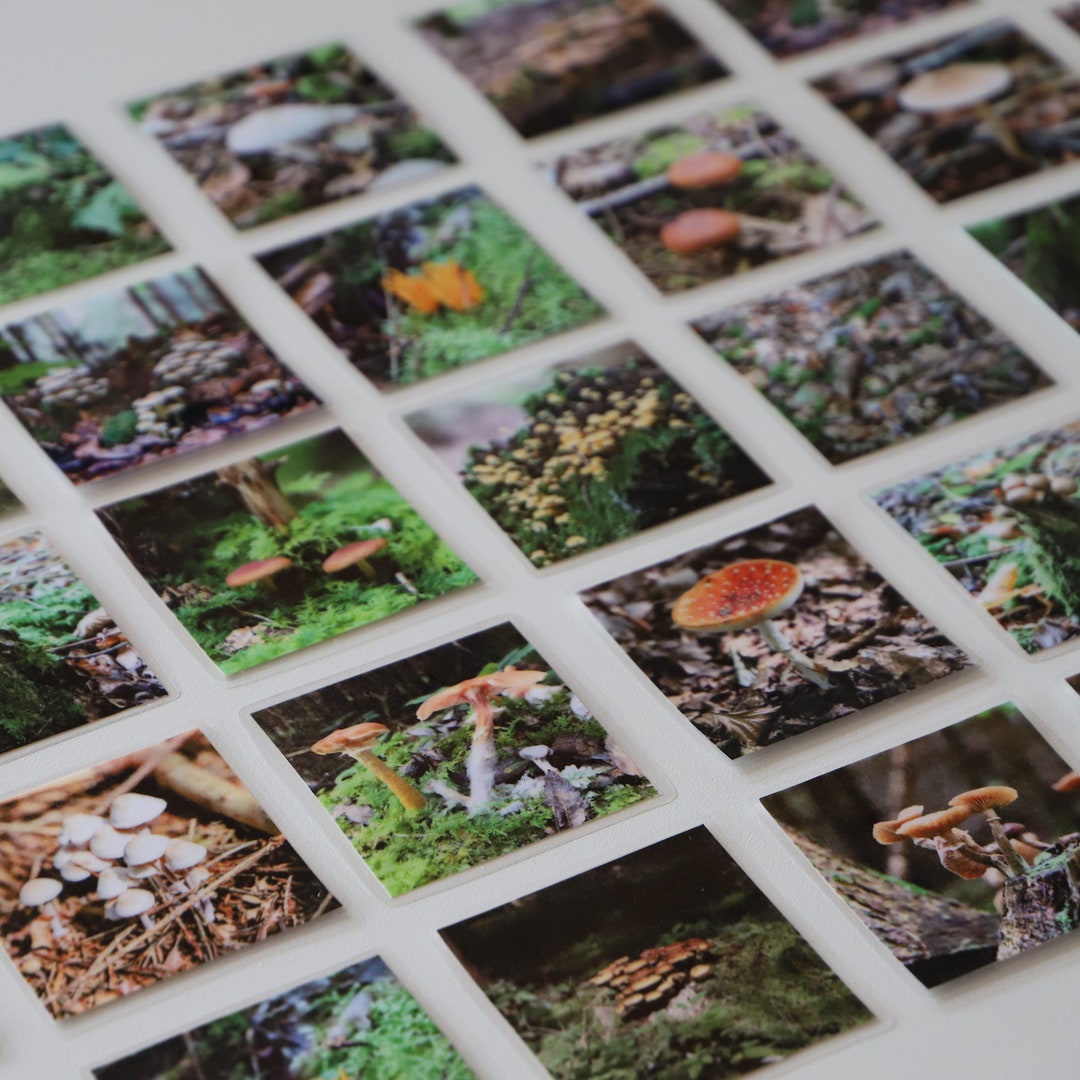 Printable Mushroom Memory Game - Etsy