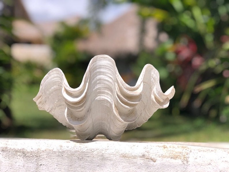 SPECIAL PRICE Ruffled Giant Clam Birthday Day Gift Faux - Etsy