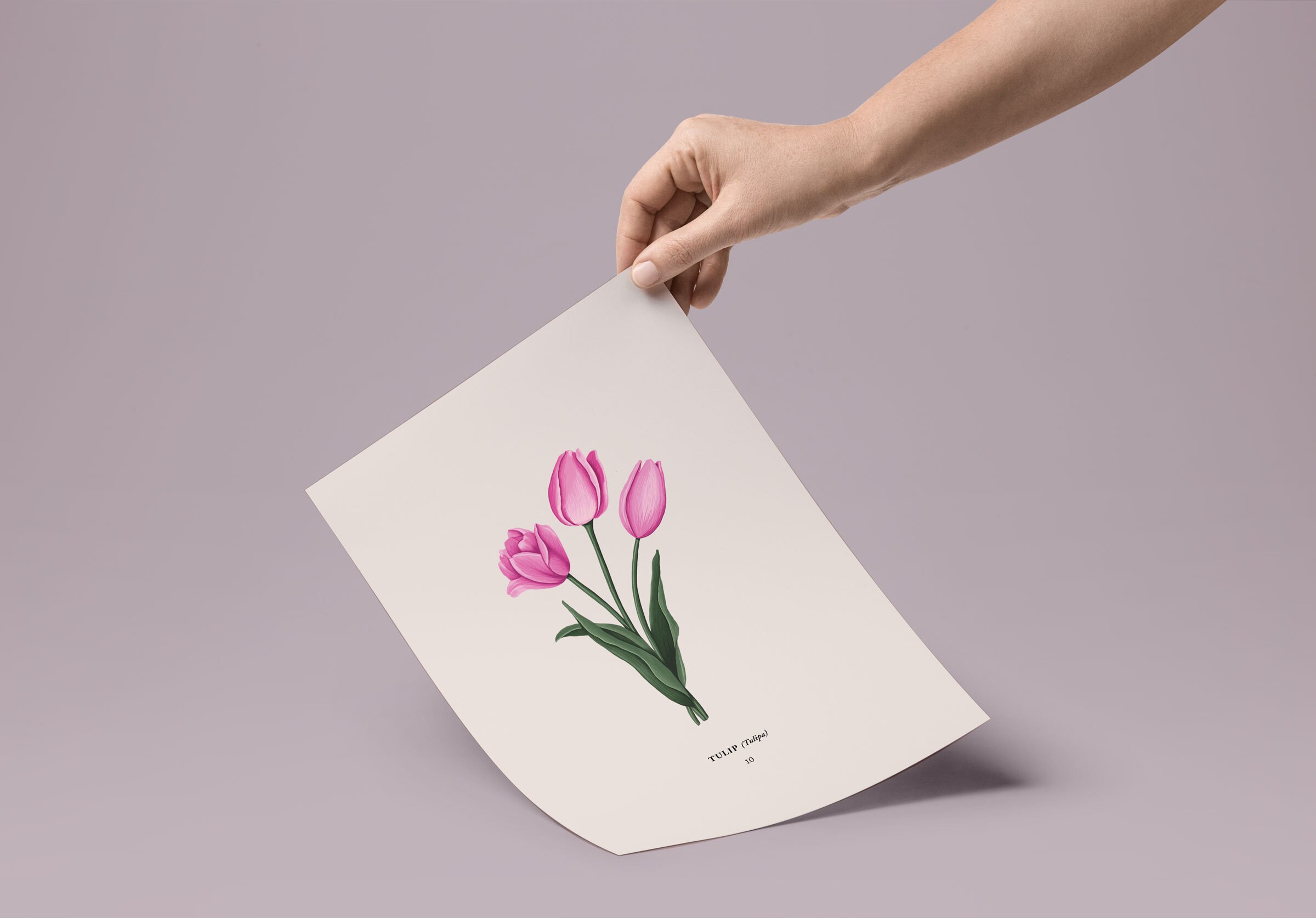 Tulip Print - Etsy