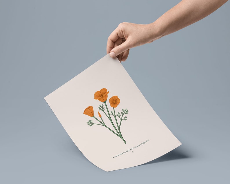 California Poppy Print - Etsy