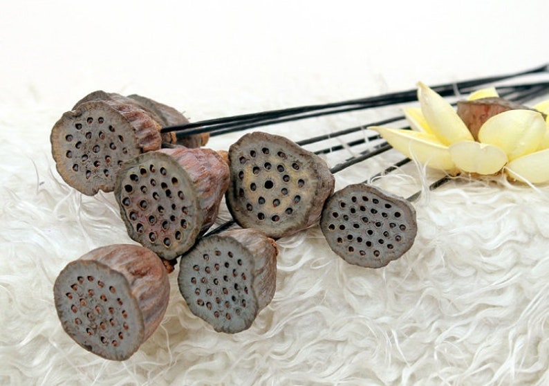 GHY Decor Natural Lotus Pods on Stems Real Dried Lotus Pod - Etsy