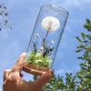 Dandelions - Etsy