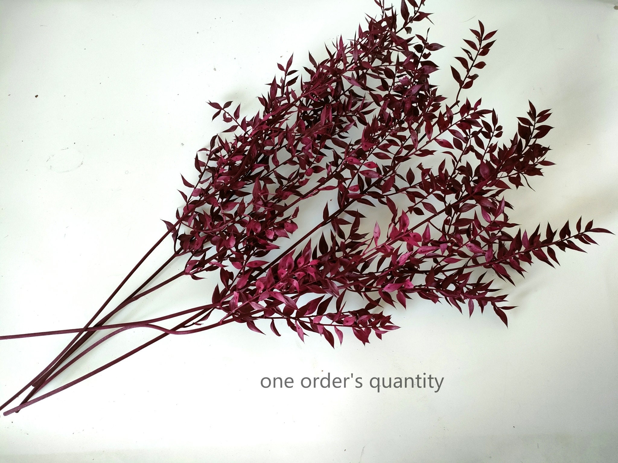 GHY Decor Dried Ruscus Leaves Bleached Ruscus Italian White | Etsy