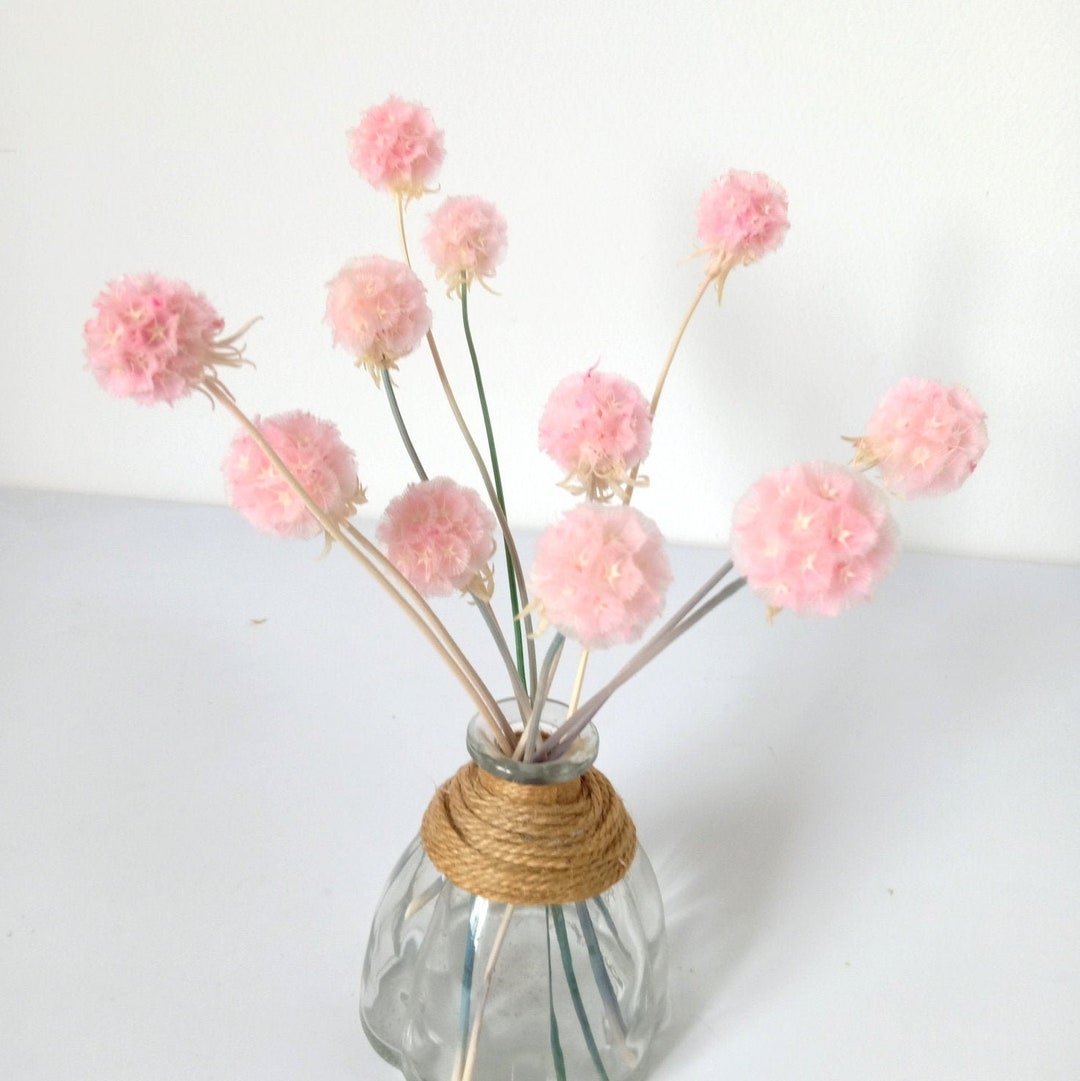 GHY Decor 10 Stems Dried Flowers, Natural Scabiosa Pods Preserved ...