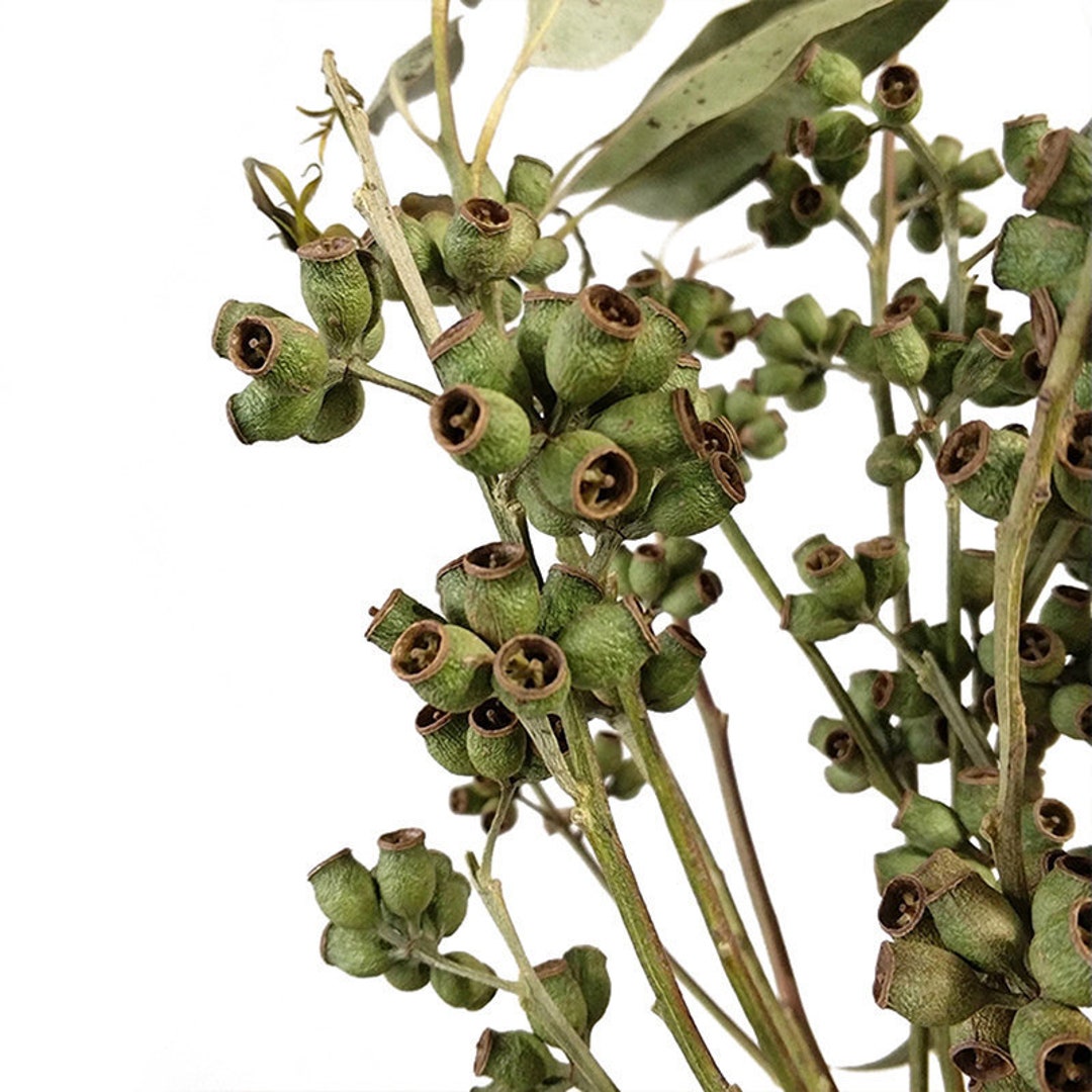 GHY Decor Dried Natural Eucalyptus Fruits Small Australian - Etsy