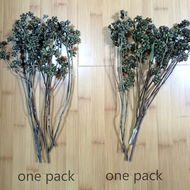 GHY Decor Dried Natural Eucalyptus Fruits Small Australian - Etsy