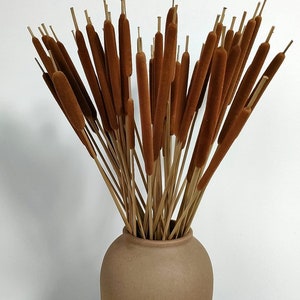 20 Pcs Dried Cattails Floral Stems, 17 Inch Jumbo Cattail Bunch, Dried ...