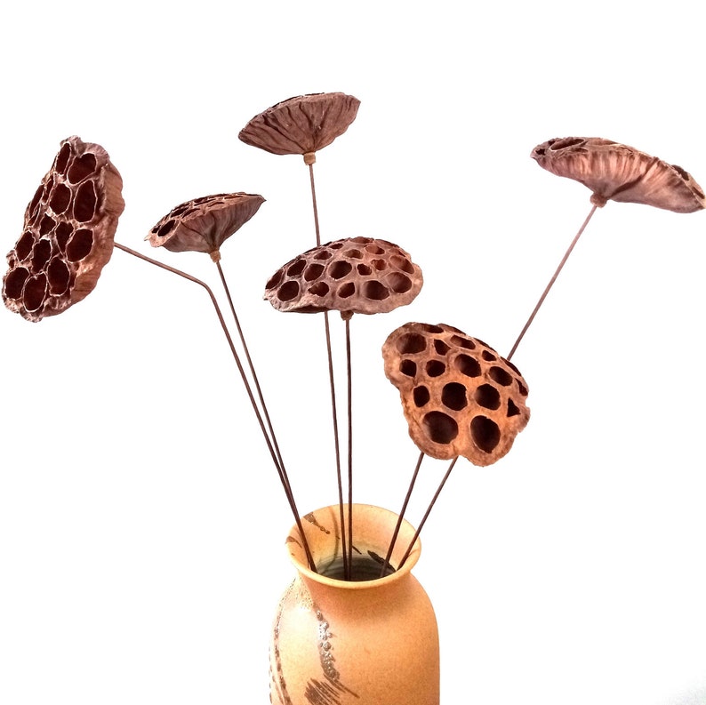 GHY Decor Natural Lotus Pods on Stems Real Dried Lotus Pod - Etsy