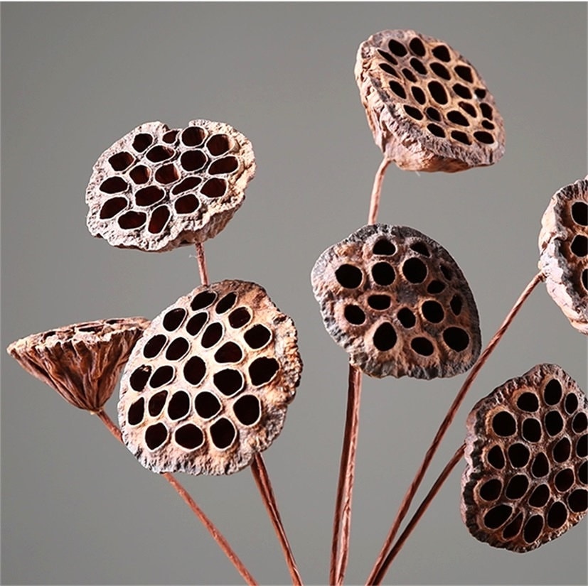 GHY Decor Natural Lotus Pods on Stems Real Dried Lotus Pod - Etsy
