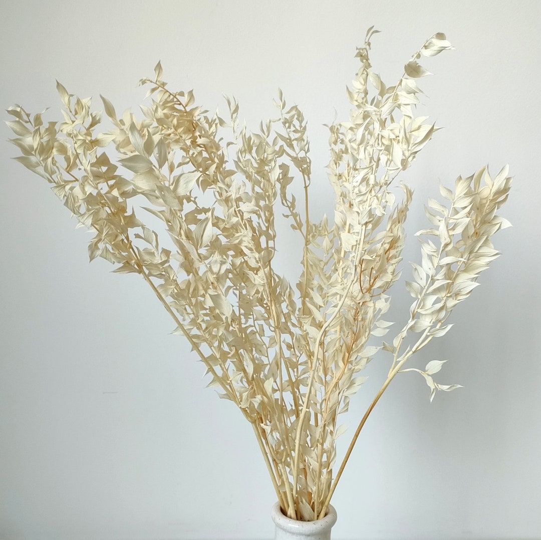 GHY Decor Dried Ruscus Leaves Bleached Ruscus Italian White - Etsy