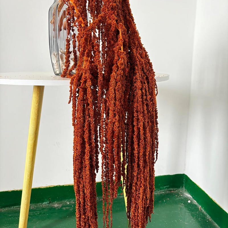 Red and Green Amaranthus - Etsy