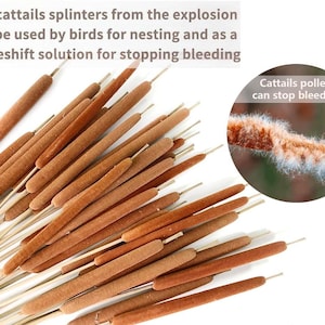 20 Pcs Dried Cattails Floral Stems, 17 Inch Jumbo Cattail Bunch ...