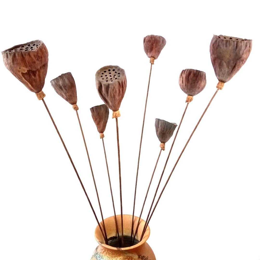 GHY Decor Natural Lotus Pods on Stems, Real Dried Lotus Pod, Flower ...