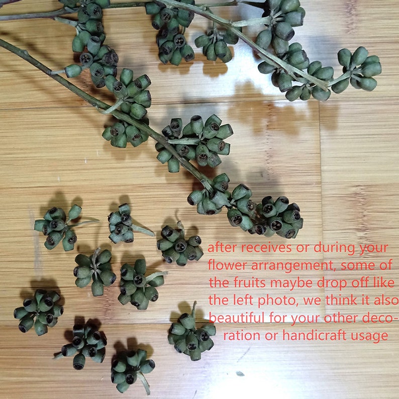GHY Decor Dried Natural Eucalyptus Fruits Small Australian - Etsy