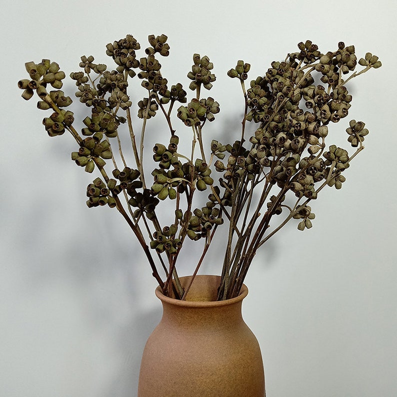 GHY Decor Dried Natural Eucalyptus Fruits Small Australian - Etsy