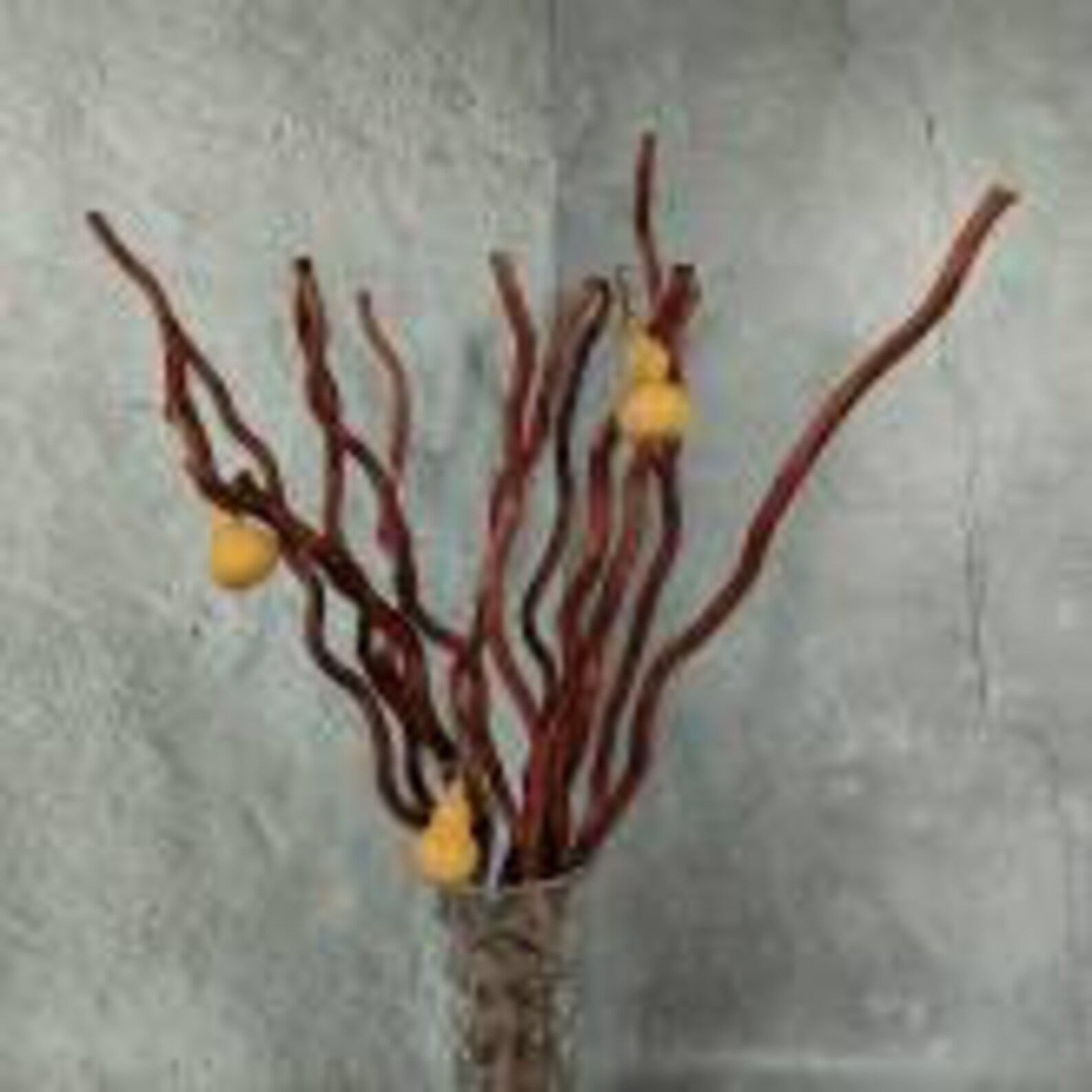 Curly Willow Branches Dried Curly Willow Branches 100% Natural - Etsy