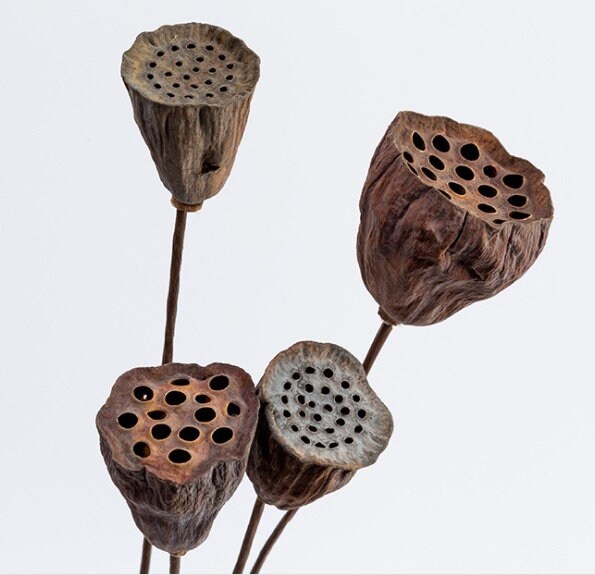 GHY Decor Natural Lotus Pods on Stems Real Dried Lotus Pod - Etsy