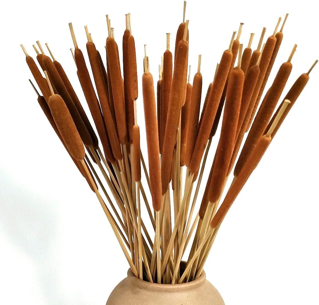 20 Pcs Dried Cattails Floral Stems, 17 Inch Jumbo Cattail Bunch, Dried ...