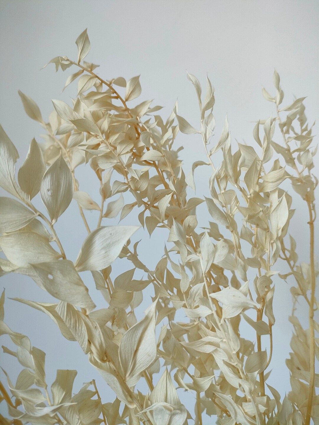 GHY Decor Dried Ruscus Leaves Bleached Ruscus Italian White - Etsy