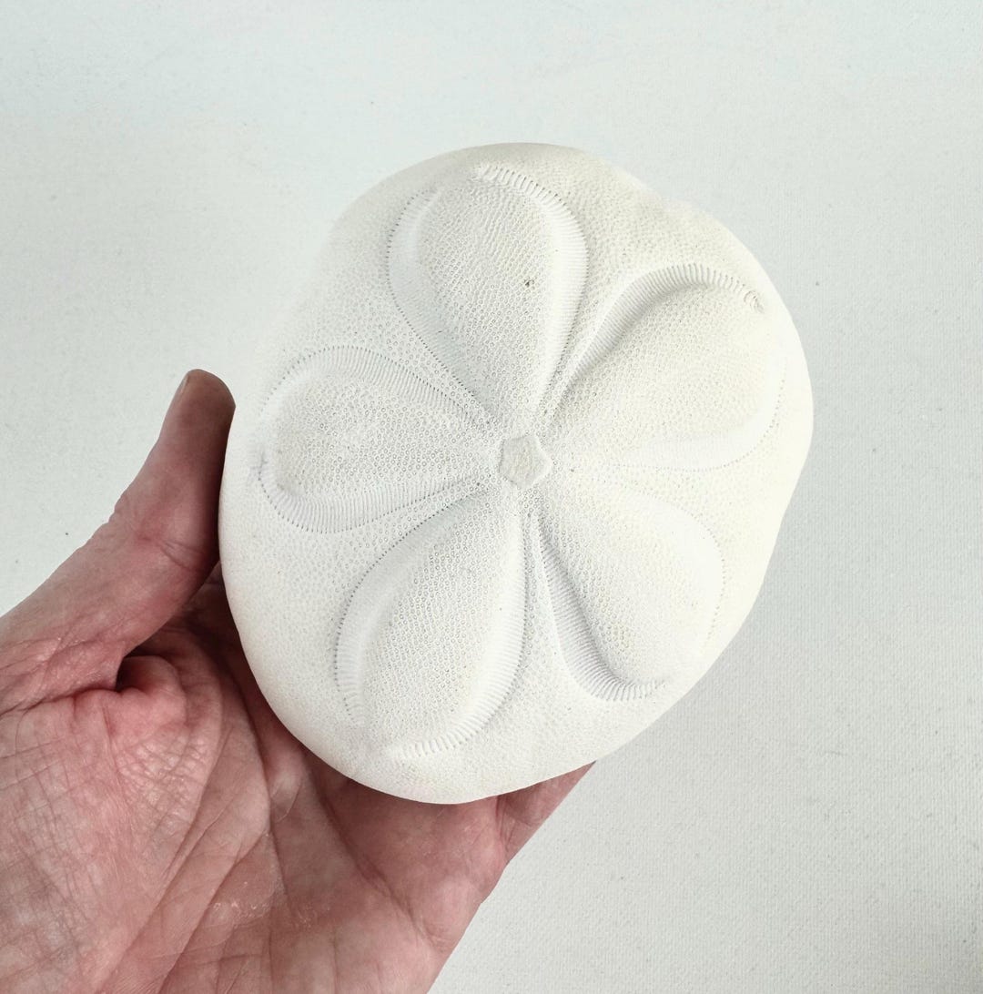 Vintage Sand Dollar Decor – Coastal Nautical Home Accent, Beach-themed ...