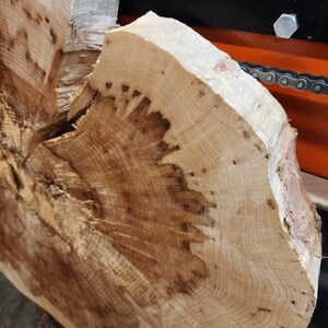 Spalted Hickory Live-edge Wood Slab | Cookie/round Slab | 30 -25 " Wide ...