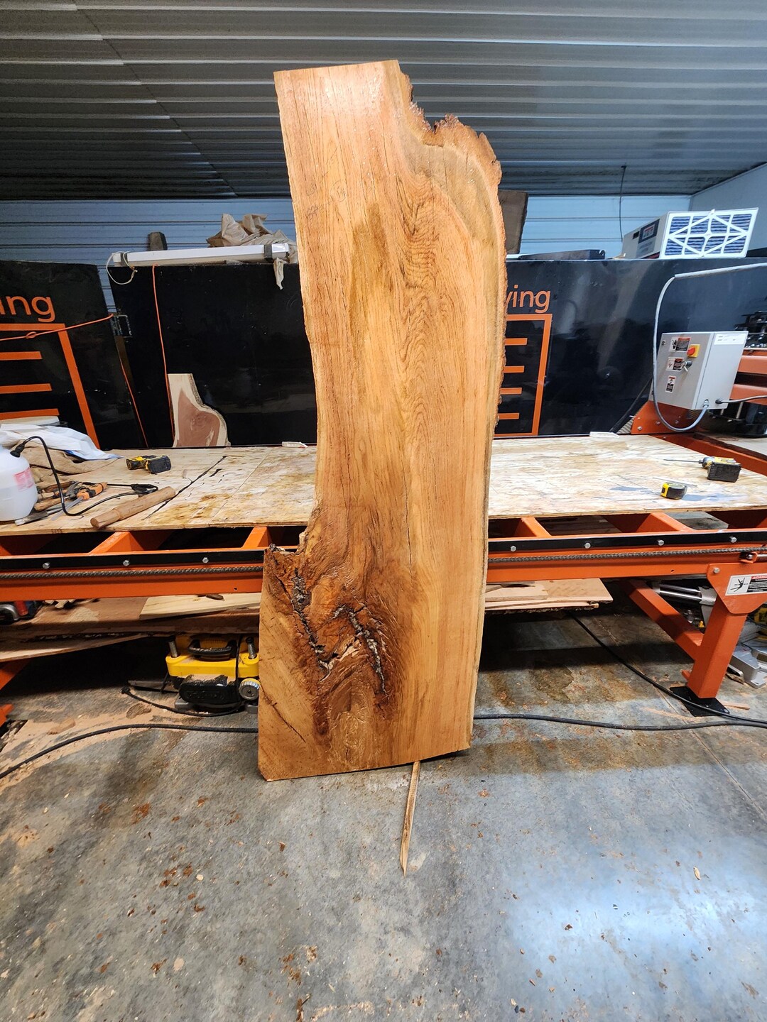 Spalted Red Oak Slab. 82 71 X 30 21 X 1 7/16 . Live-edge. Multi-figured ...