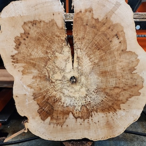 Spalted Hickory Live-edge Wood Slab | Cookie/round Slab | 27 -25 " Wide ...