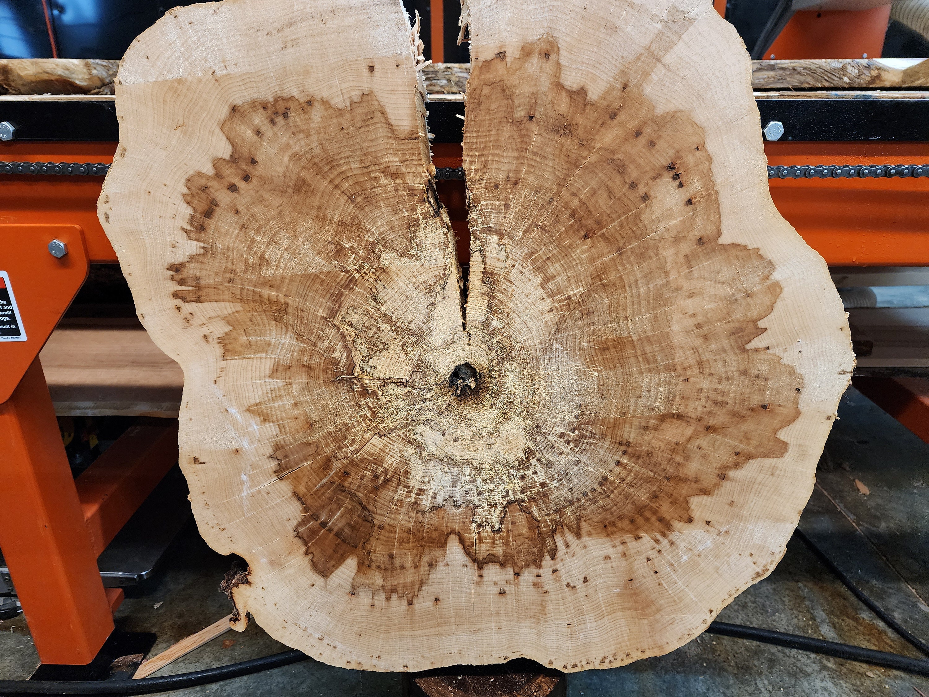 Spalted Hickory Live-edge Wood Slab | Cookie/round (27-25