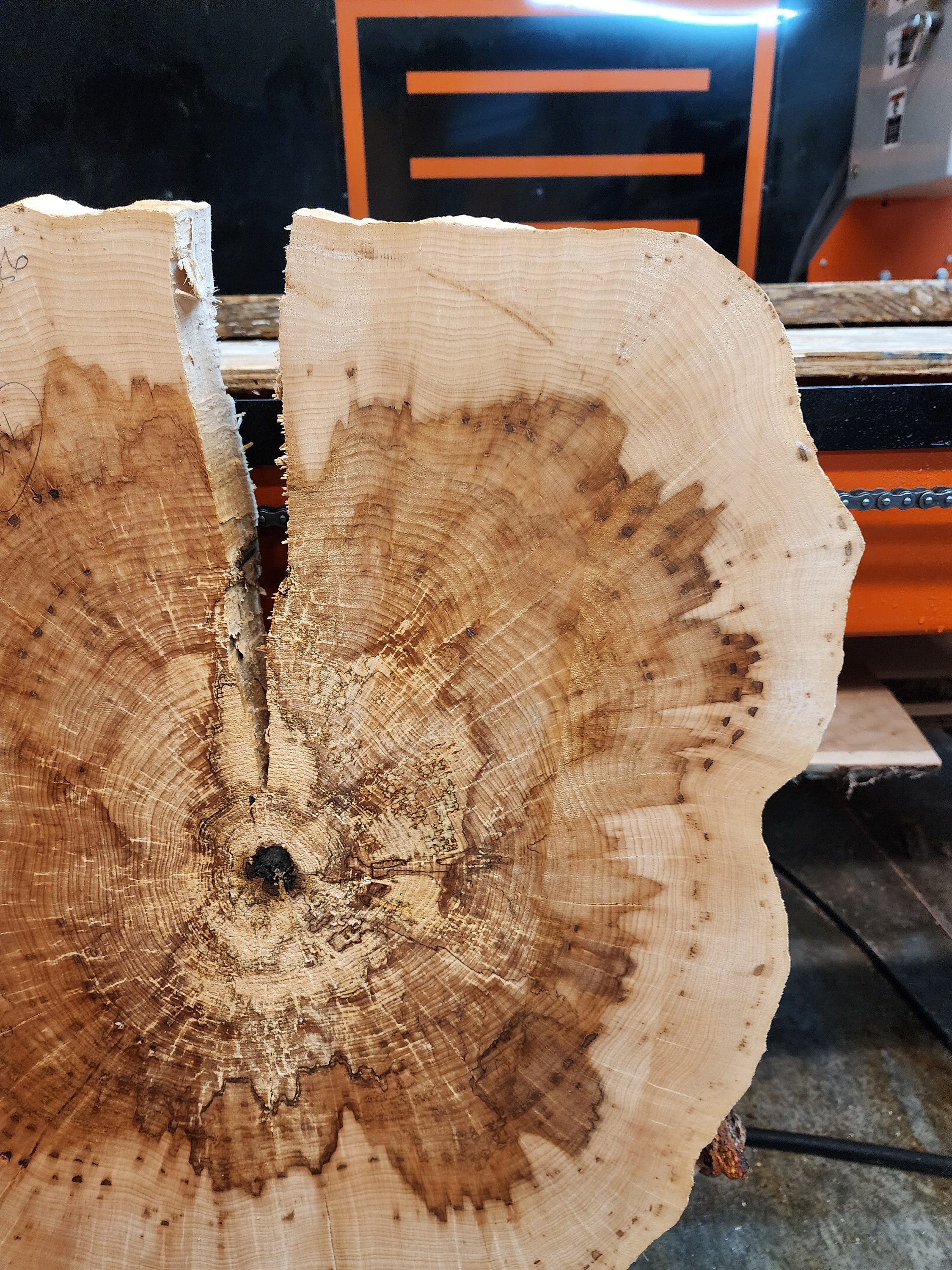 Spalted Hickory Live-edge Wood Slab | Cookie/round (27-25