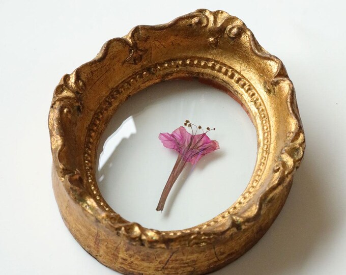 Mini Herbarium Dried Flower Belle De Nuit, Baroque Rococo Frame With ...
