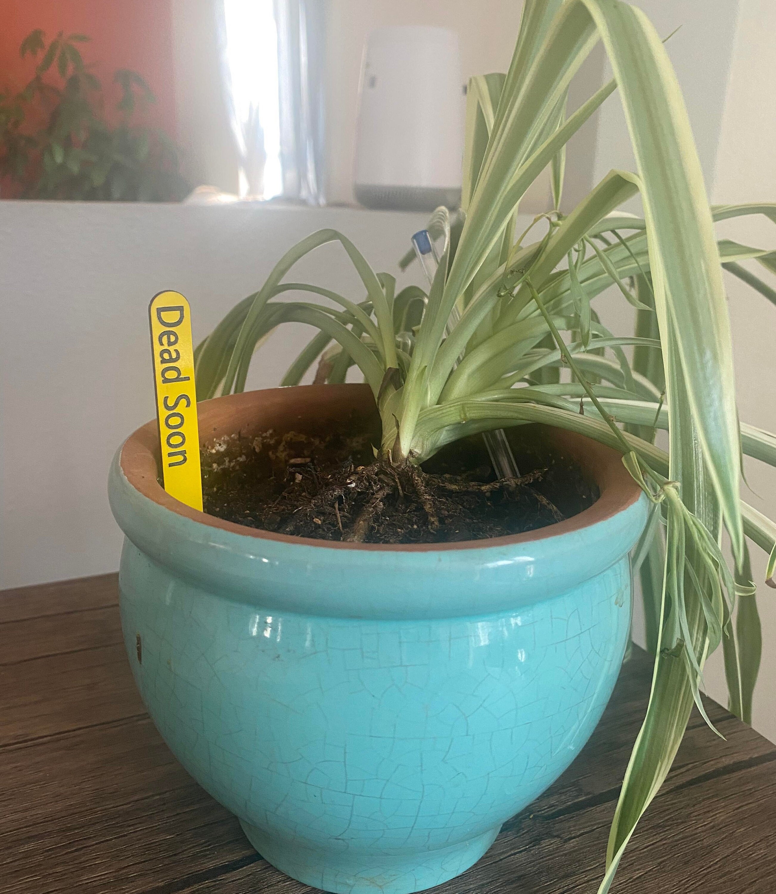 Funny Plant Labels Rude Garden Markers Joke Garden Labels - Etsy