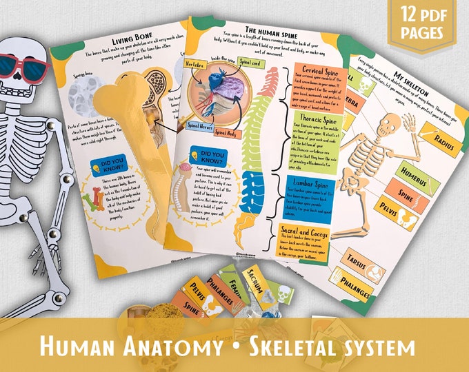 Skeletal System Puzzle, Human Anatomy Activity, Homeschool Curriculum ...