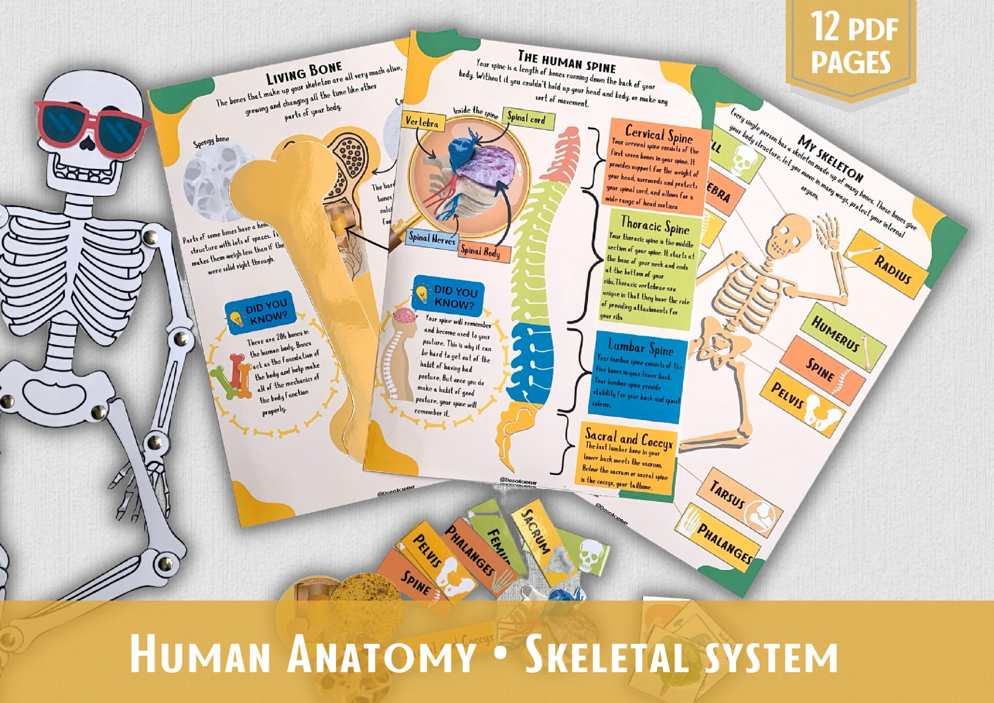 Human Skeleton Busy Book, Skeletal System Anatomy Pack, Printable ...