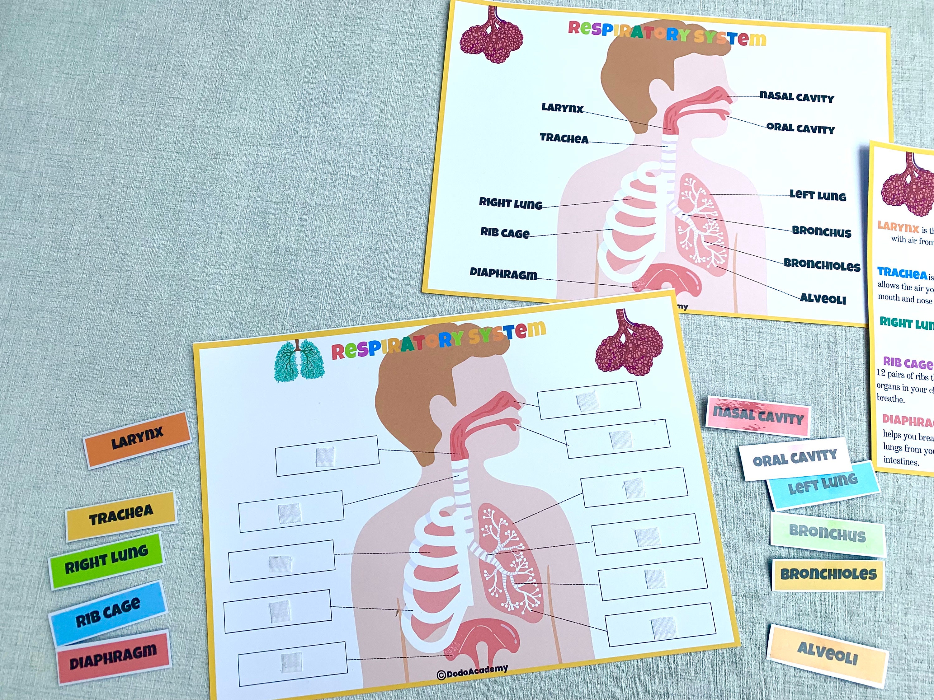 Respiratory System Learning Activity Human Anatomy Busy Book - Etsy