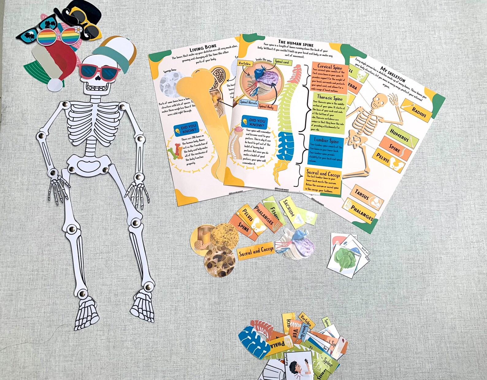 Human Skeleton Busy Book, Skeletal System Anatomy Pack, Printable ...